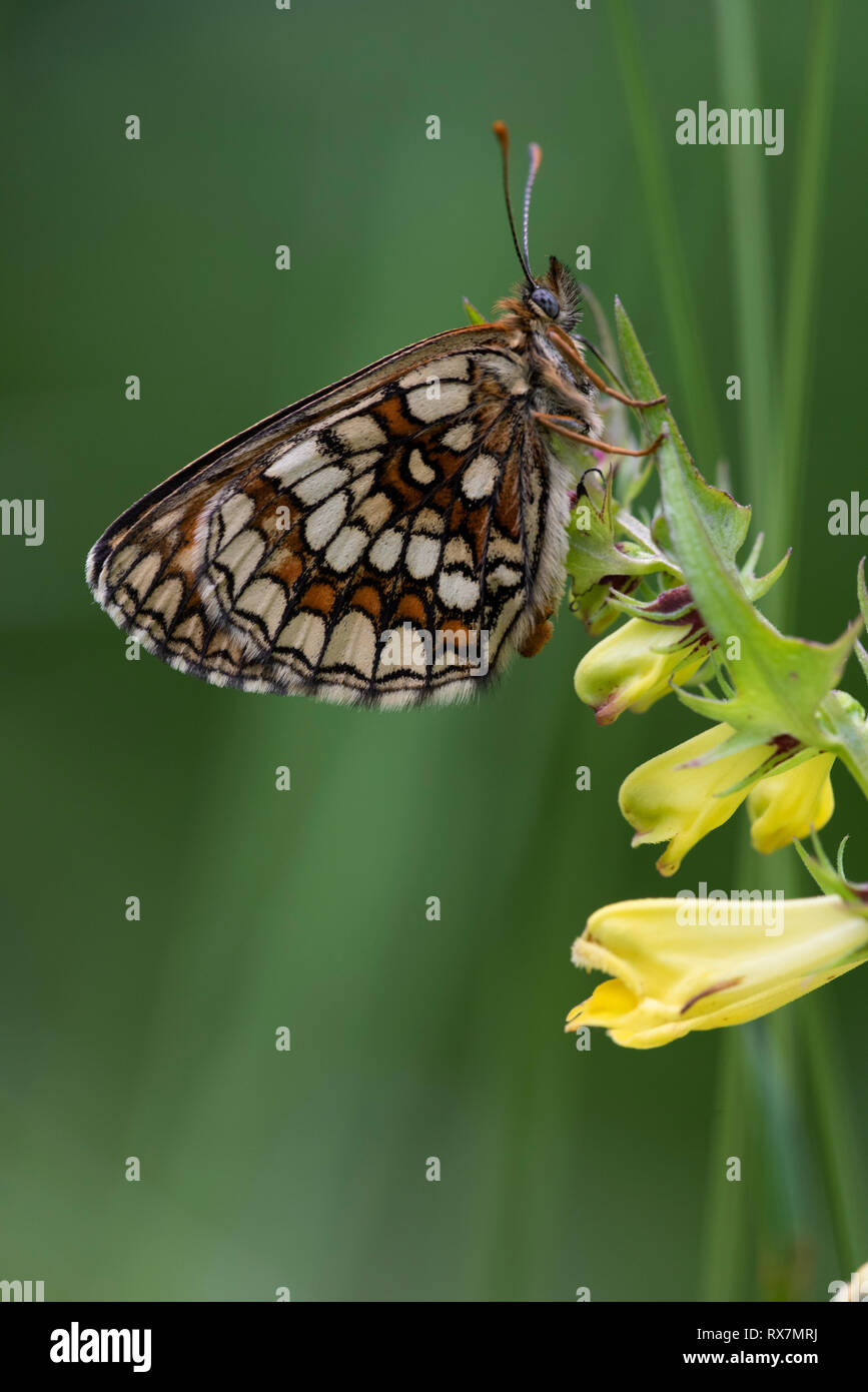 Underside view wings wild wildlife insect insects hi-res stock ...