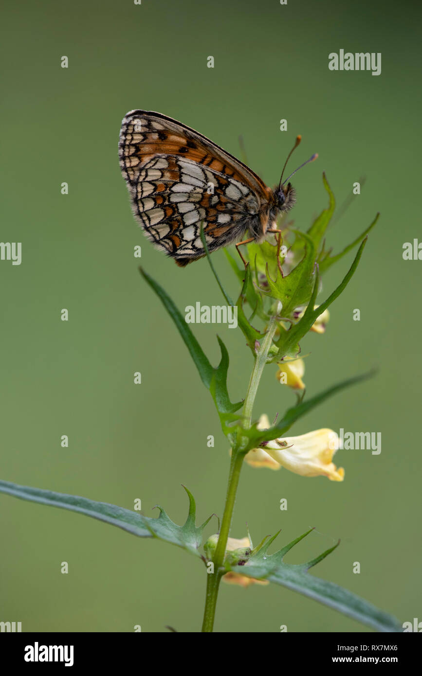Underside view wings wild wildlife insect insects hi-res stock ...