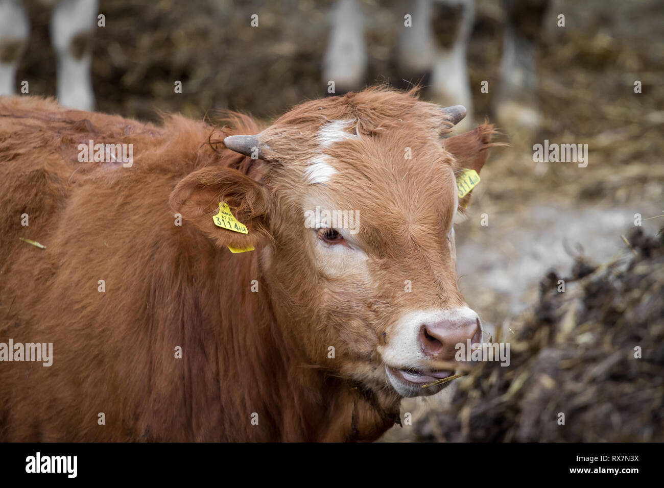 Free range cattle calf in suckler cow husbandry Stock Photo - Alamy