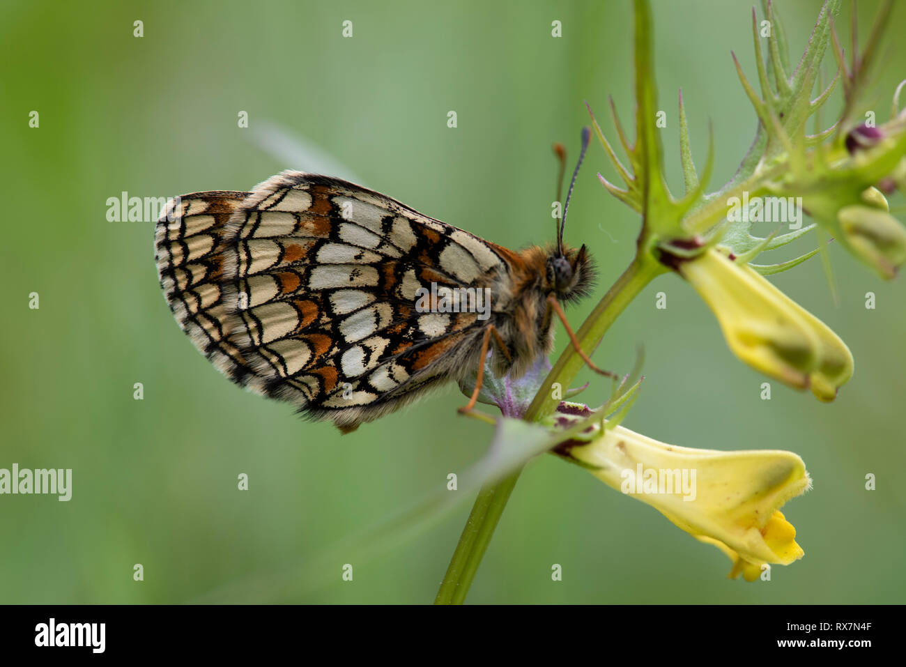 Heath Fritillary Butterfly, Melitaea athalia, Blean Woods Nature ...