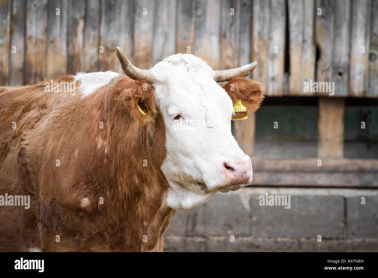 Beef suckler cows hi-res stock photography and images - Alamy