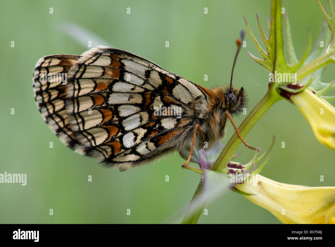Heath Fritillary Butterfly, Melitaea athalia, Blean Woods Nature ...