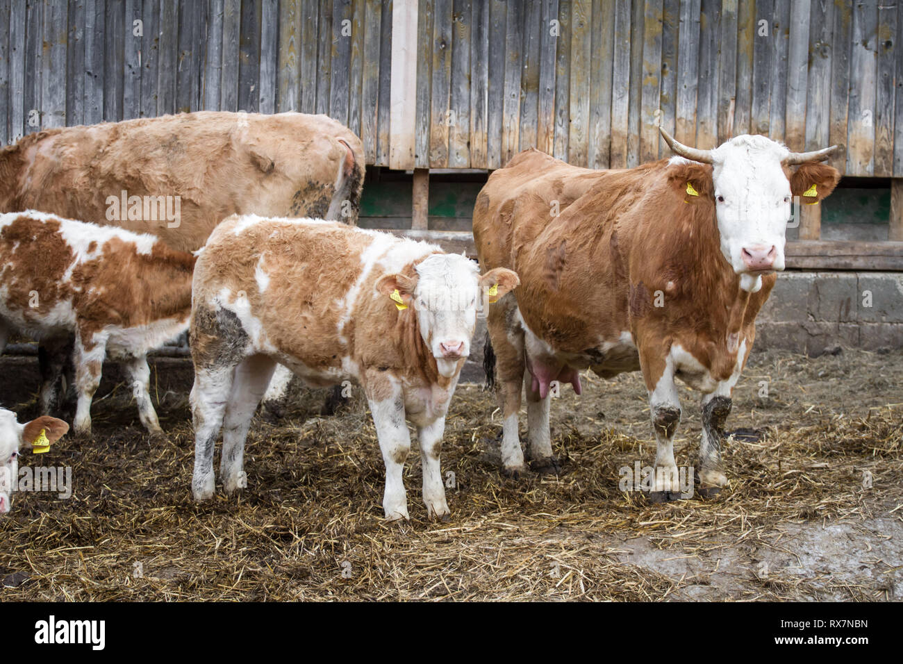 Free range mother cow and calf in suckler cow husbandry Stock Photo - Alamy