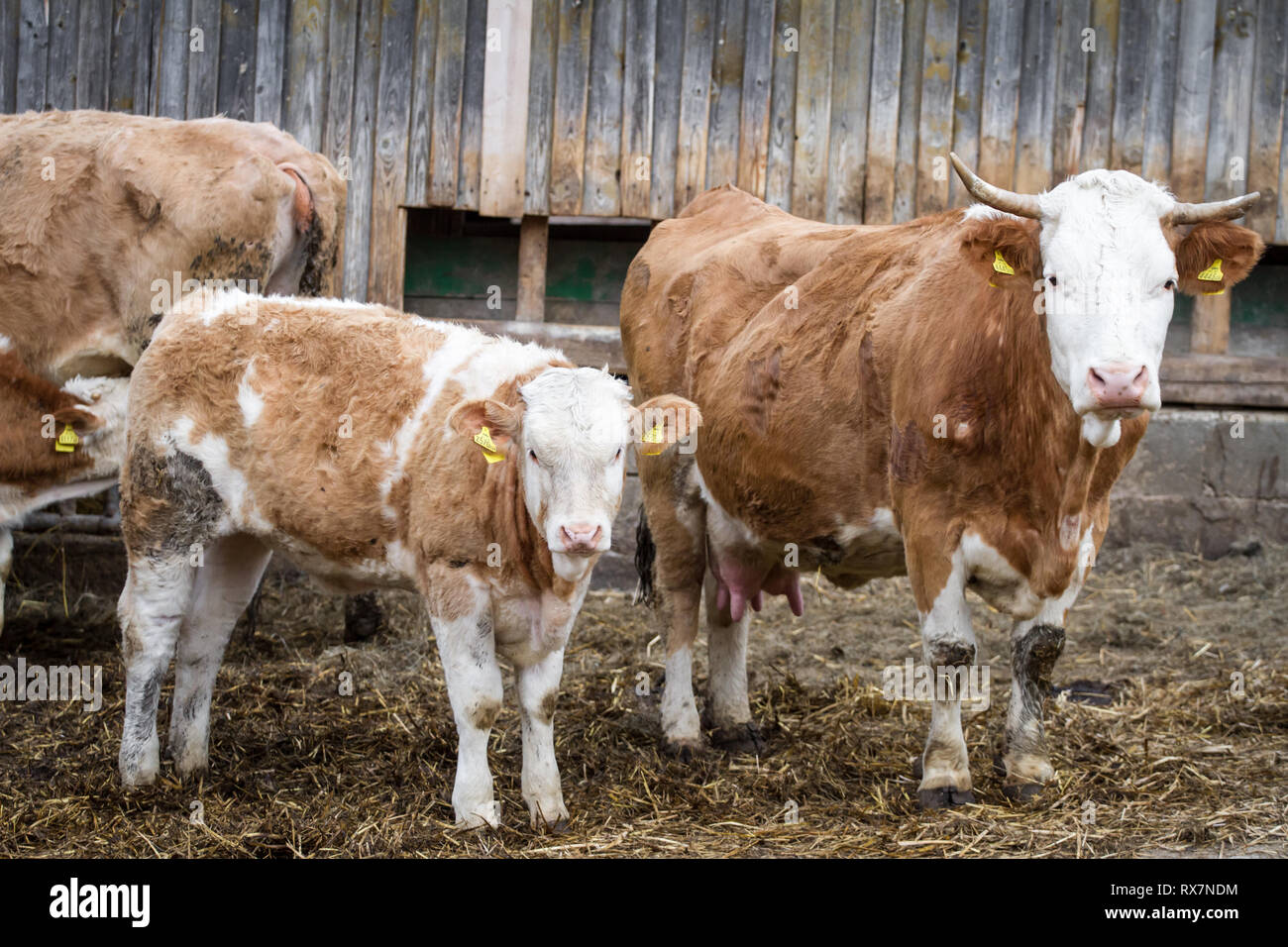 Free range mother cow and calf in suckler cow husbandry Stock Photo - Alamy