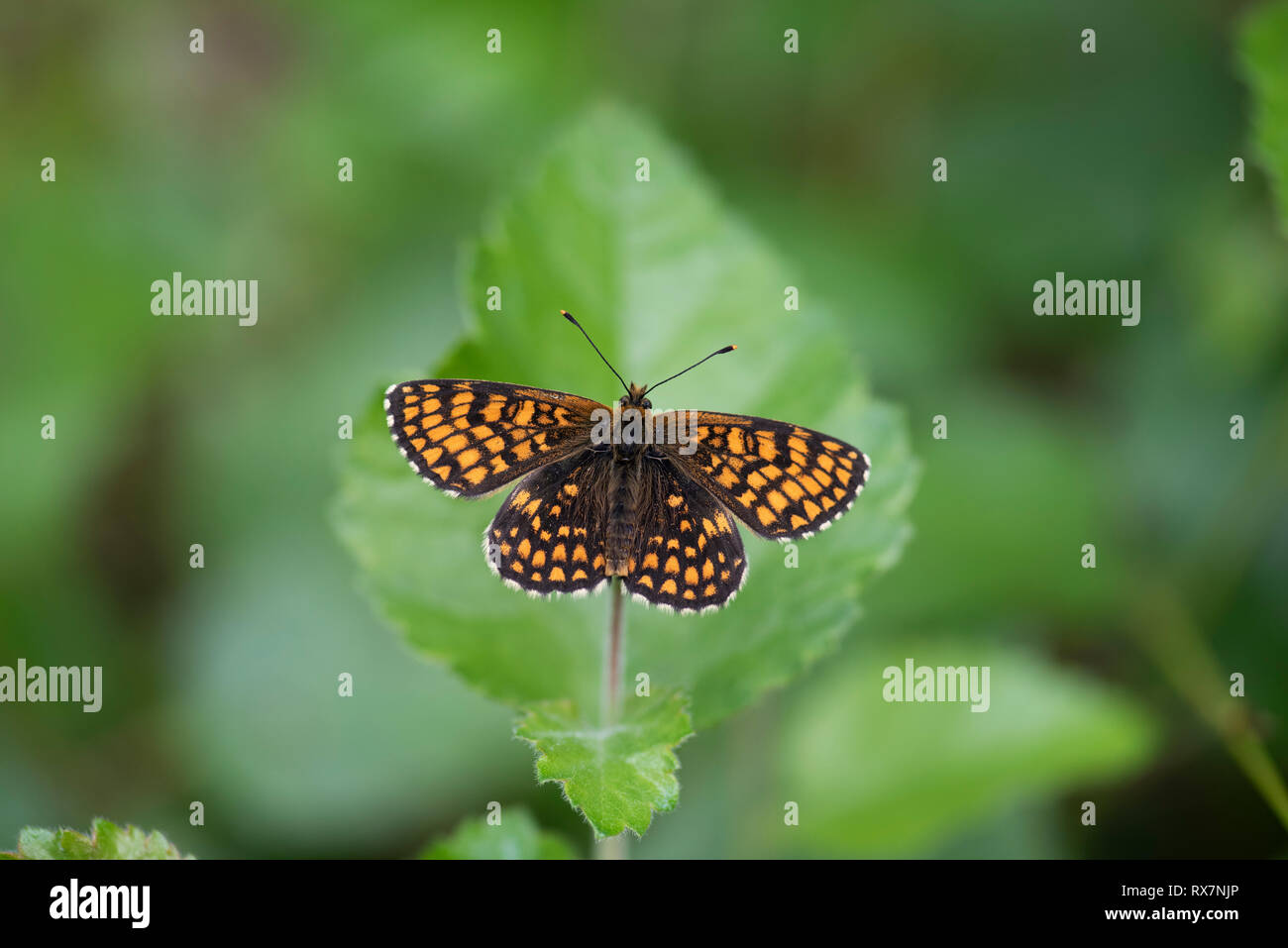 Heath Fritillary Butterfly, Melitaea athalia, Blean Woods Nature ...