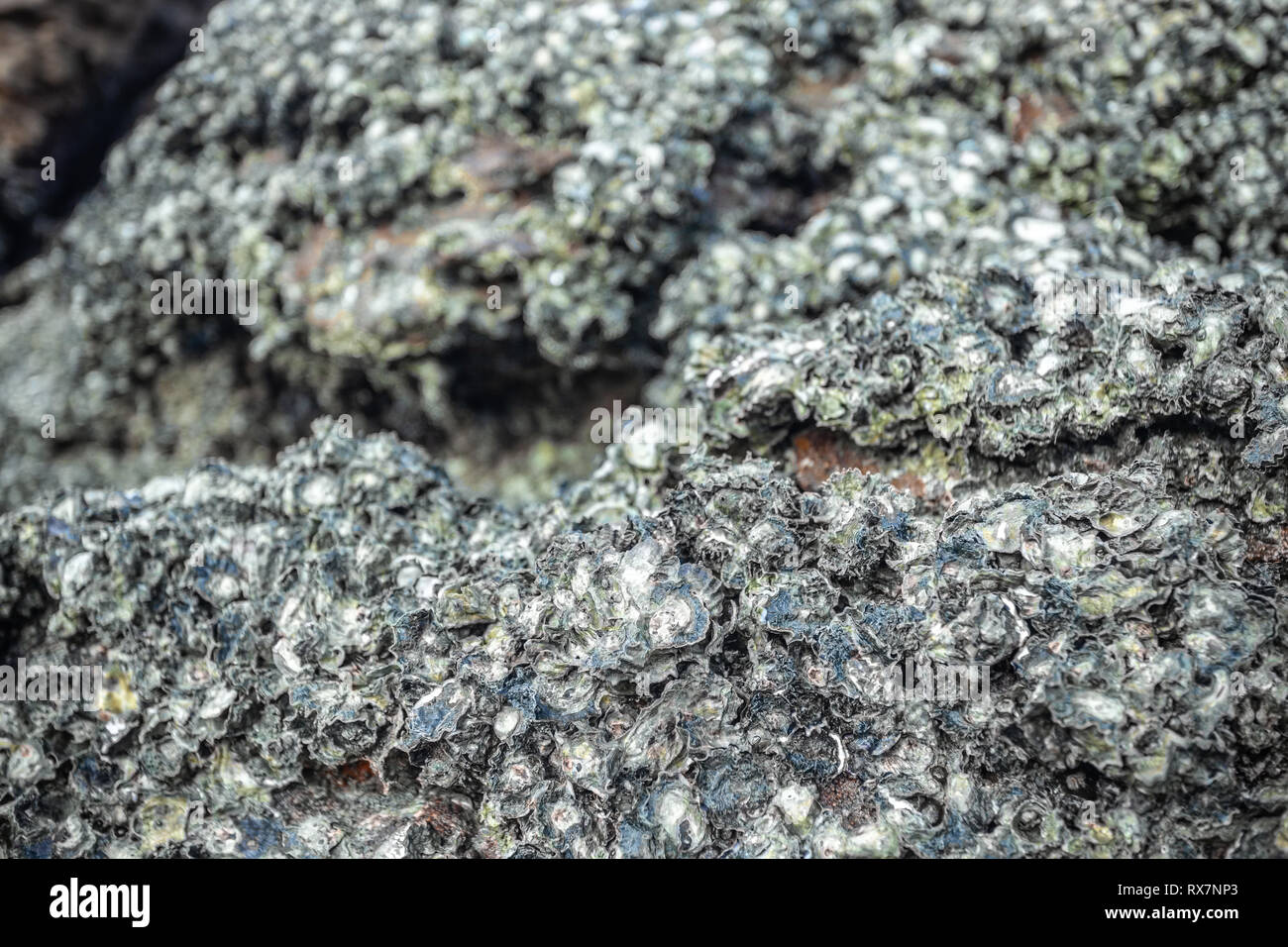 Oysters live in rocks at Tup Kaek beach Krabi.The remains of the oyster ...