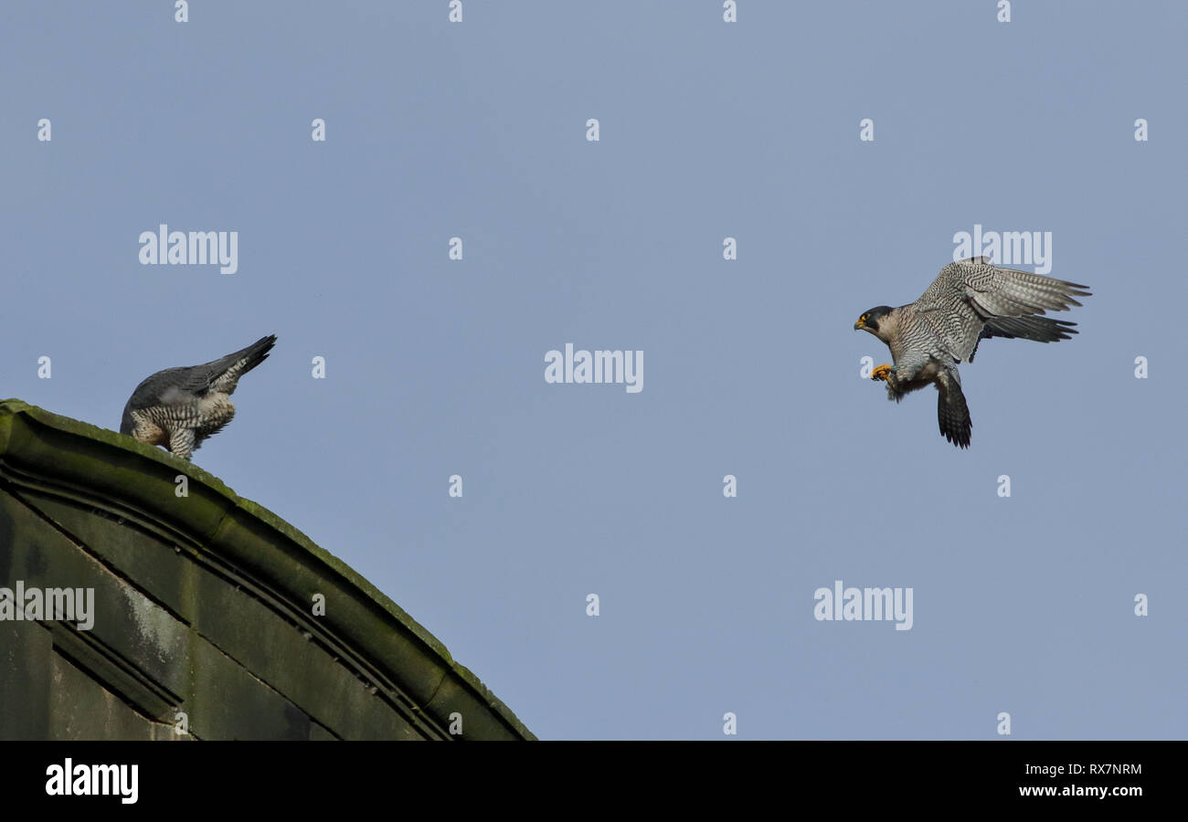Mating falcons hi-res stock photography and images - Alamy