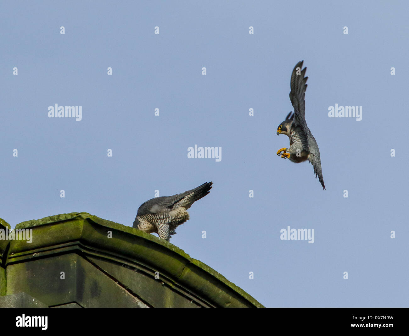 Mating falcons hi-res stock photography and images - Alamy