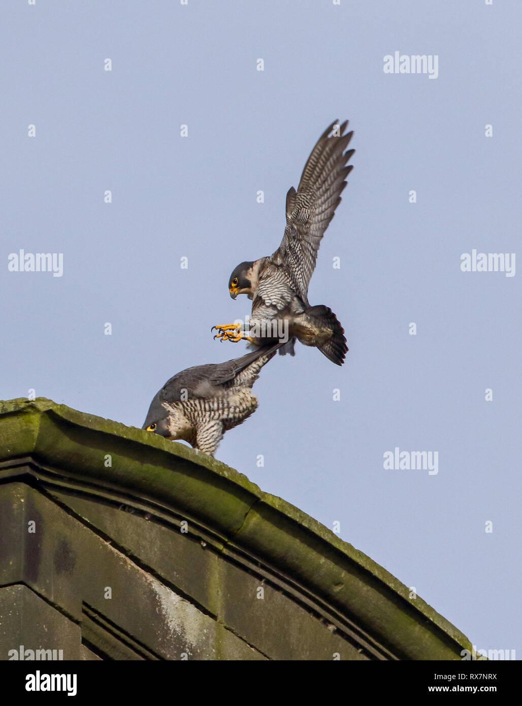 Peregrine falcon flying high hi-res stock photography and images - Alamy