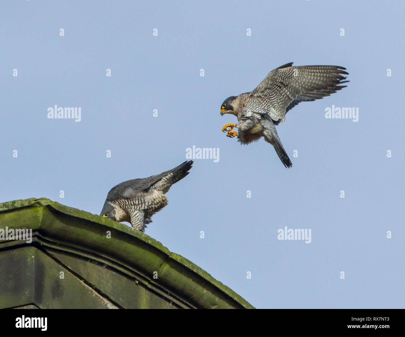 Mating falcons hi-res stock photography and images - Alamy