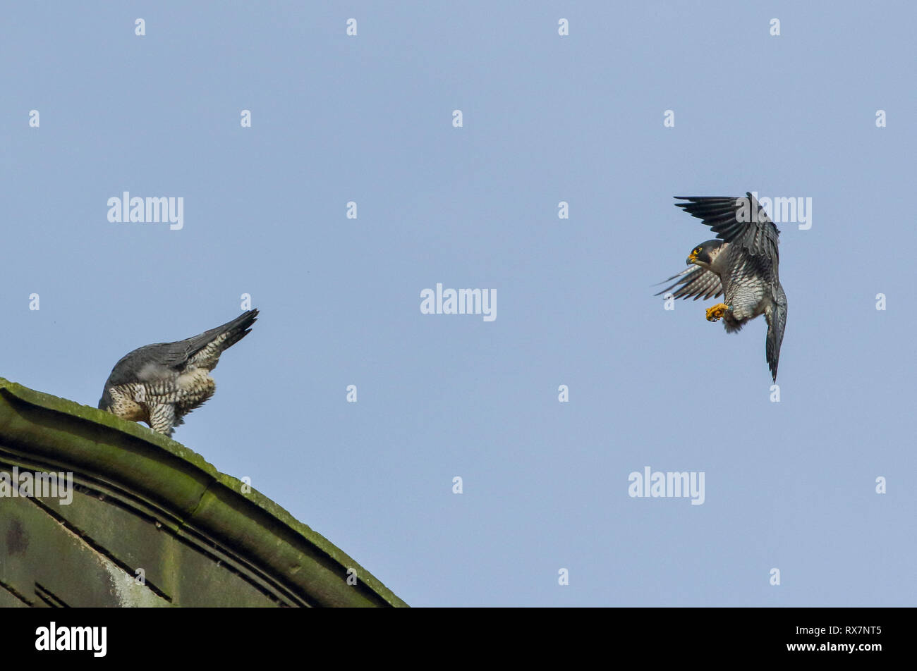 Peregrine Falcons mating Stock Photo - Alamy