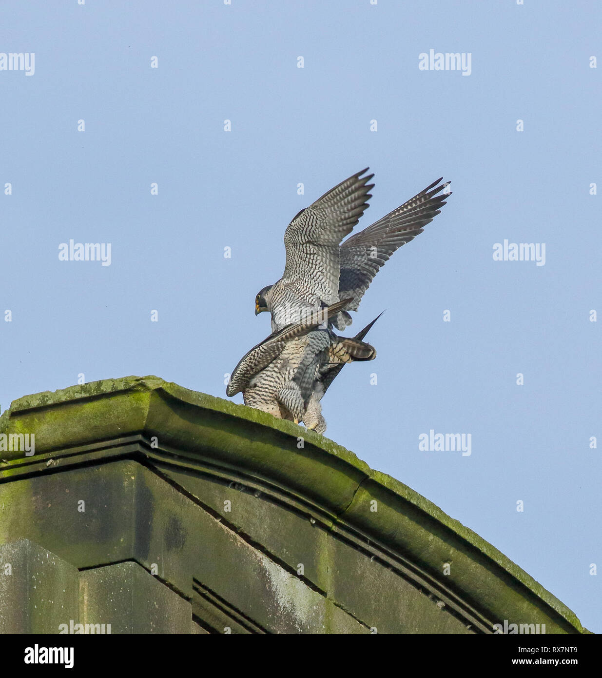 Mating falcons hi-res stock photography and images - Alamy
