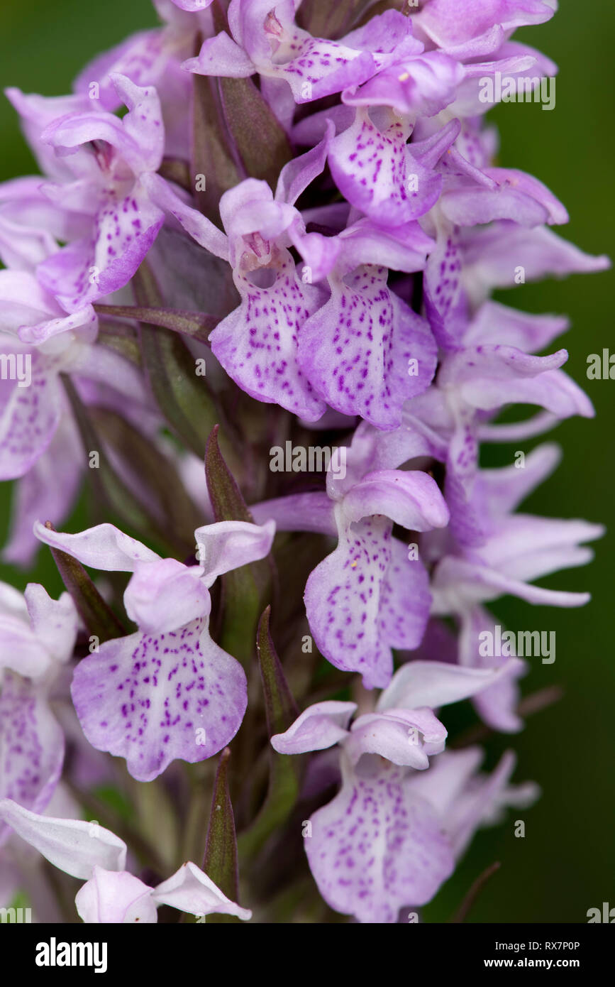 Common Spotted Orchid, Dactylorhiza fuchsii, Monkton Nature Reserve ...