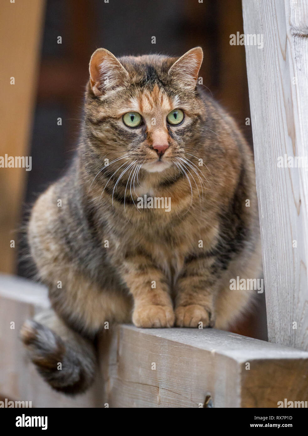 Brindle cat hi-res stock photography and images - Alamy