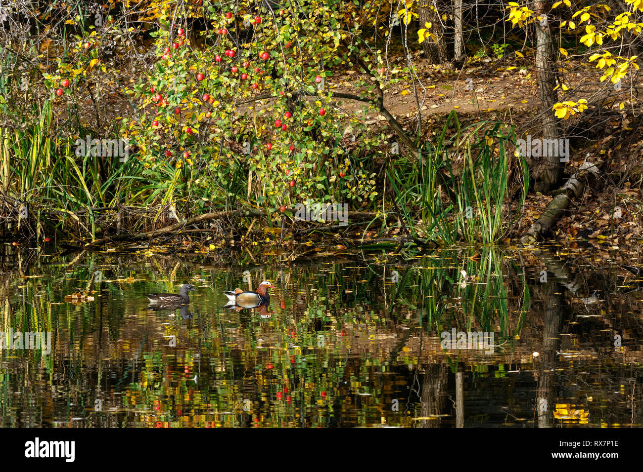 Mandarin Duck (Aix galericulata). Russia, Moscow Stock Photo - Alamy