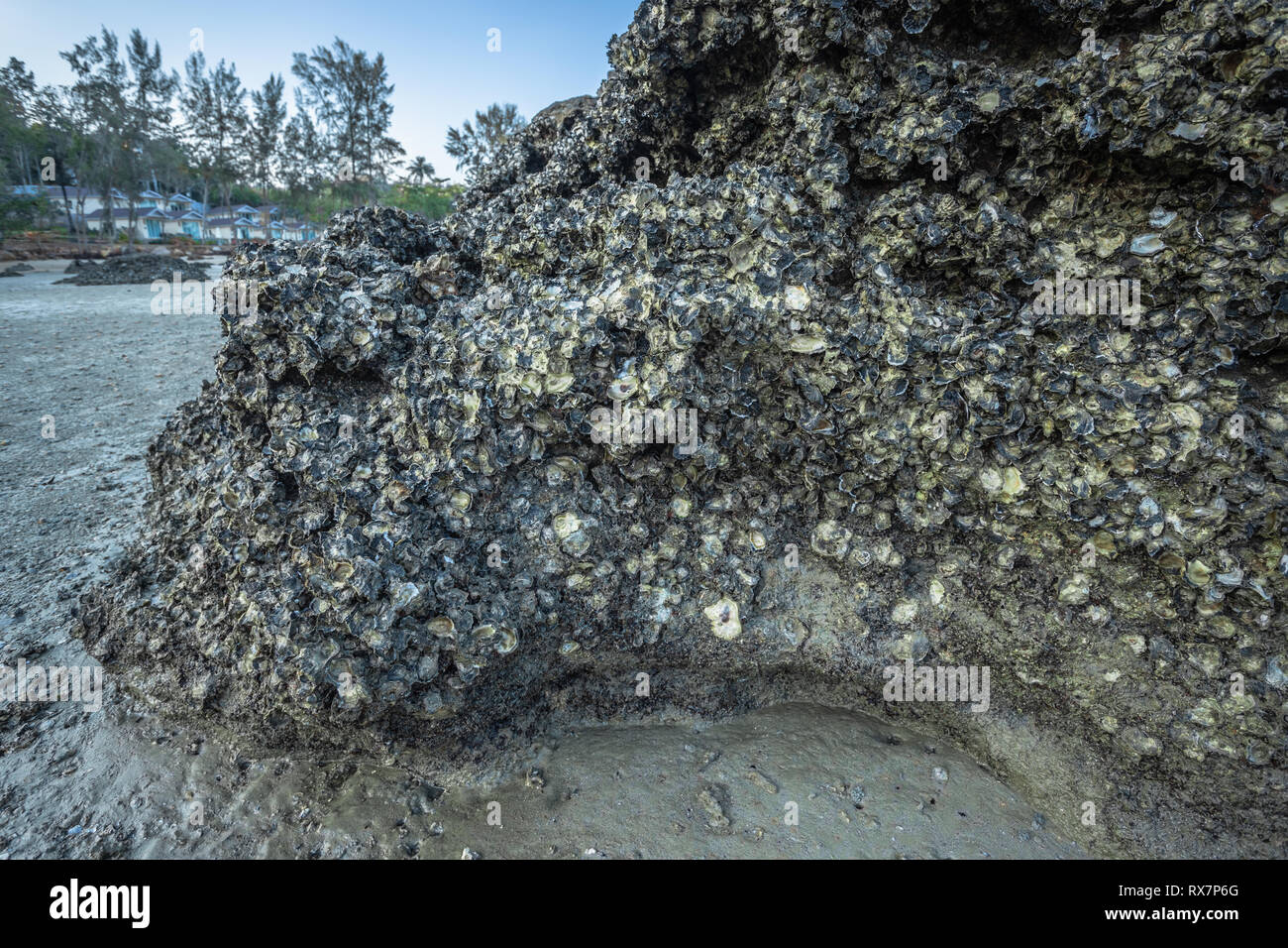 Oysters live in rocks at Tup Kaek beach Krabi.The remains of the oyster ...