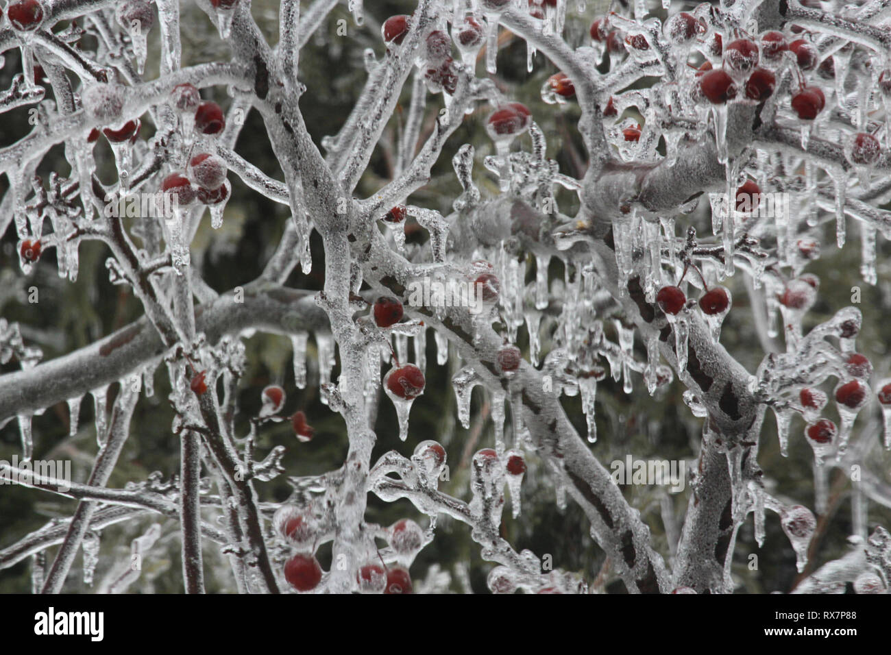 Prairie fire crabapple tree hi-res stock photography and images - Alamy