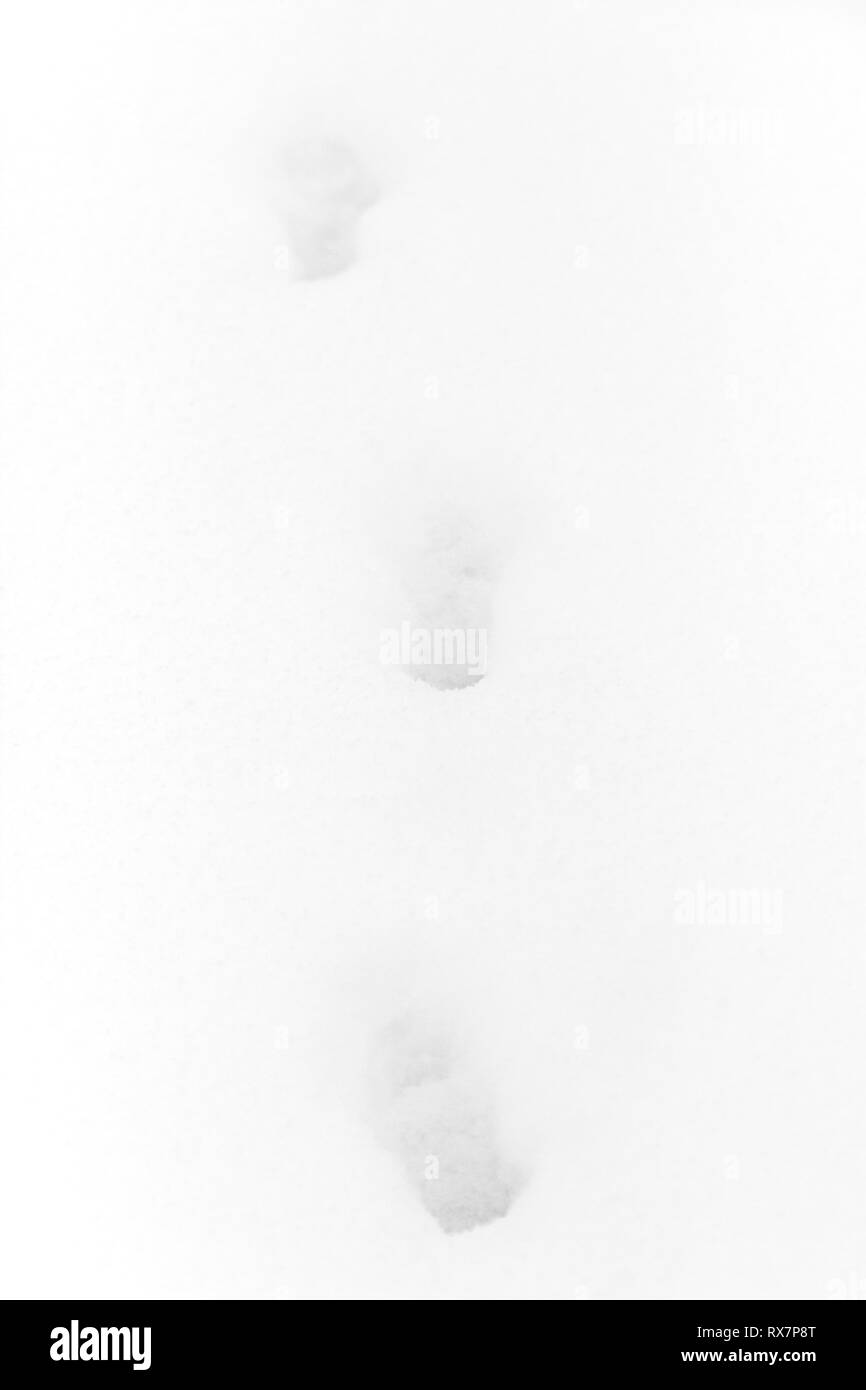 Cat tracks in snow hi-res stock photography and images - Alamy