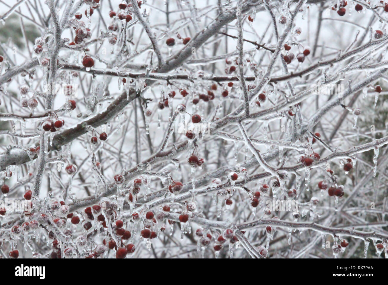 Prairie fire crabapple tree hi-res stock photography and images - Alamy