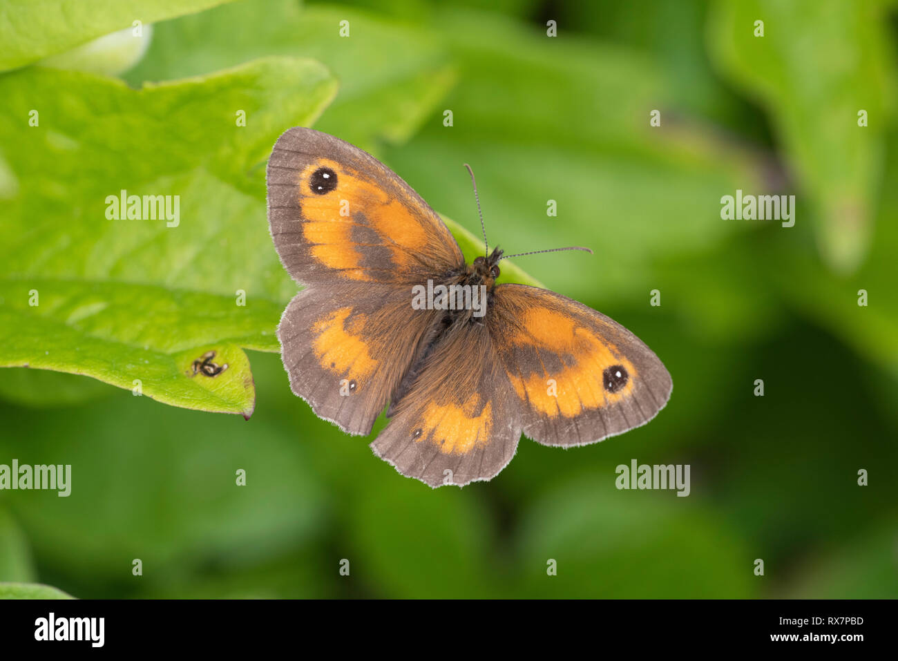 Gatekeeper Butterfly, Hedge Brown, Pyronia tithonus, Temple Ewell ...