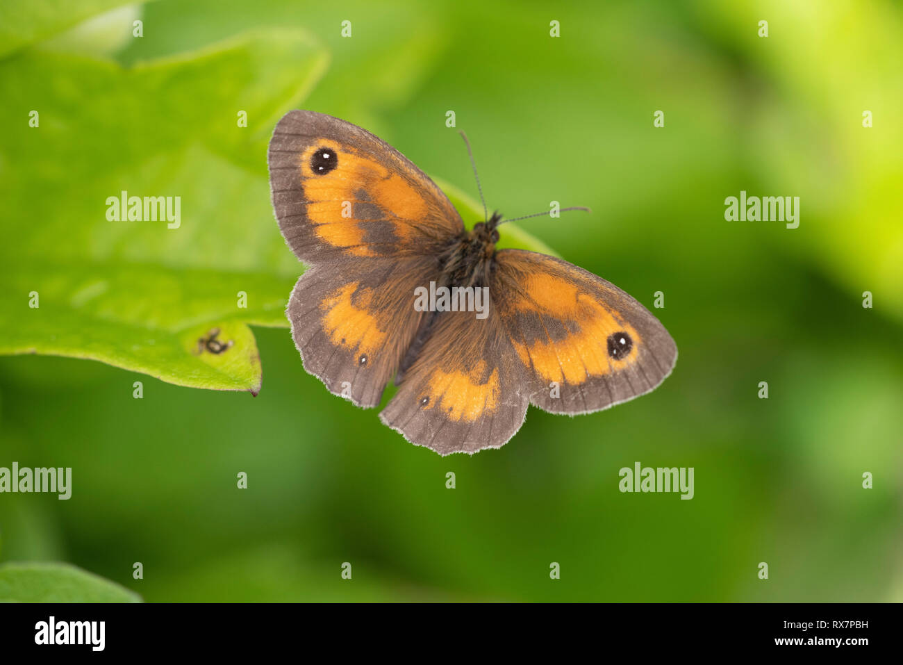 Gatekeeper Butterfly, Hedge Brown, Pyronia tithonus, Temple Ewell ...