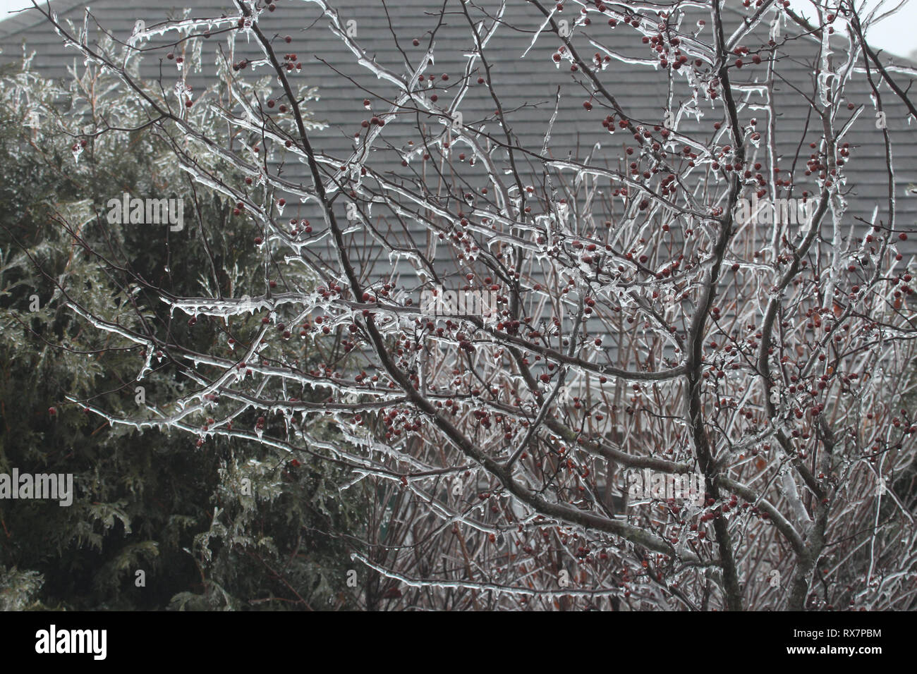 Prairie Fire Crabapple