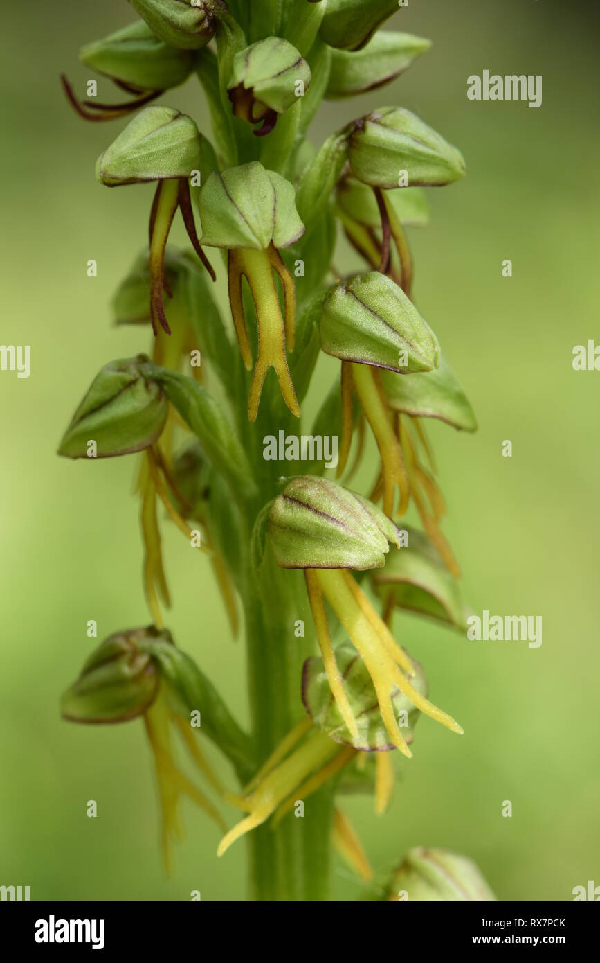 Man Orchid, Orchis anthropophora, Monkton Nature Reserve, Kent UK Stock ...