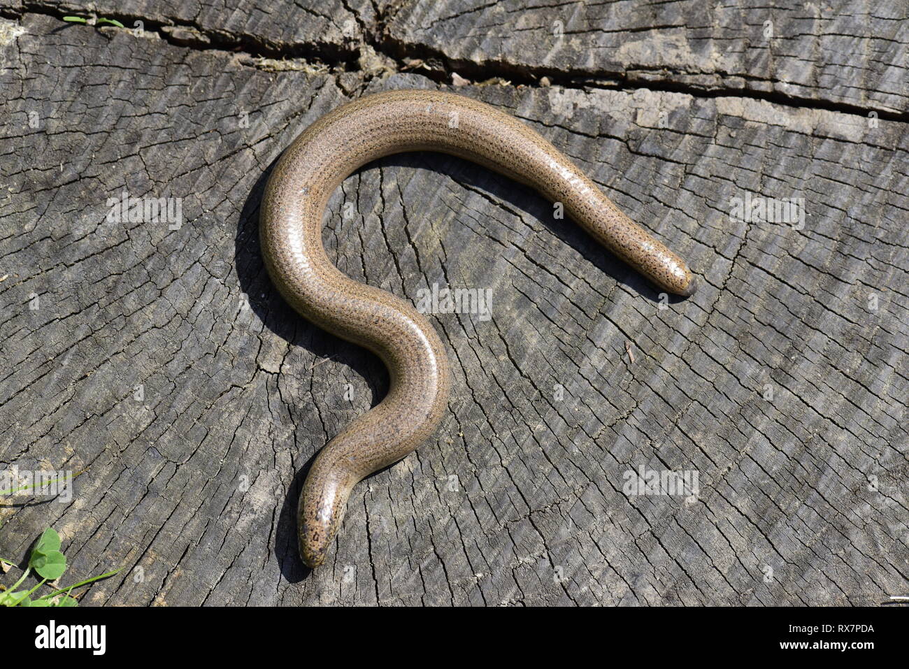 Legless lizard hi-res stock photography and images - Alamy
