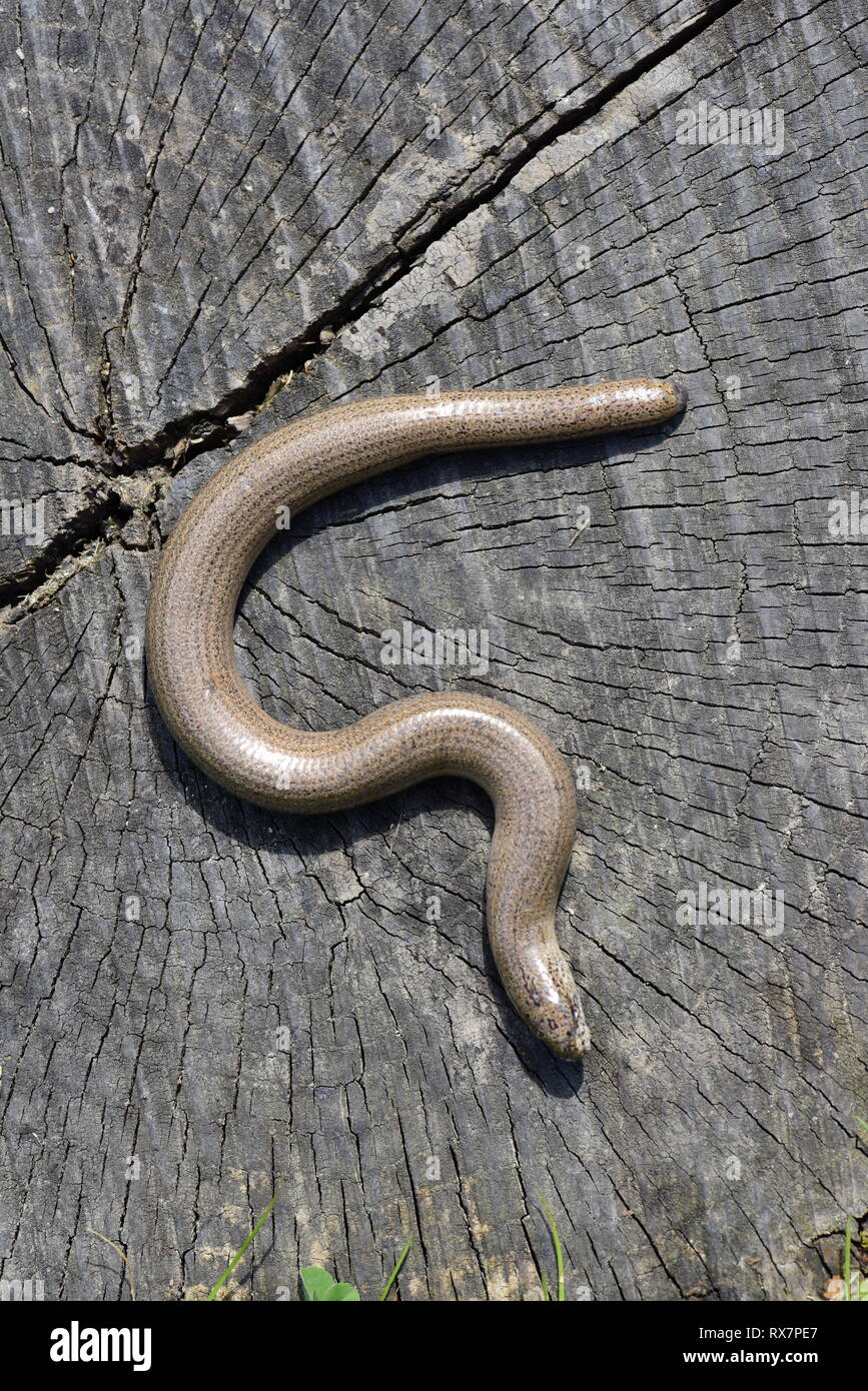 Legless lizard hi-res stock photography and images - Alamy