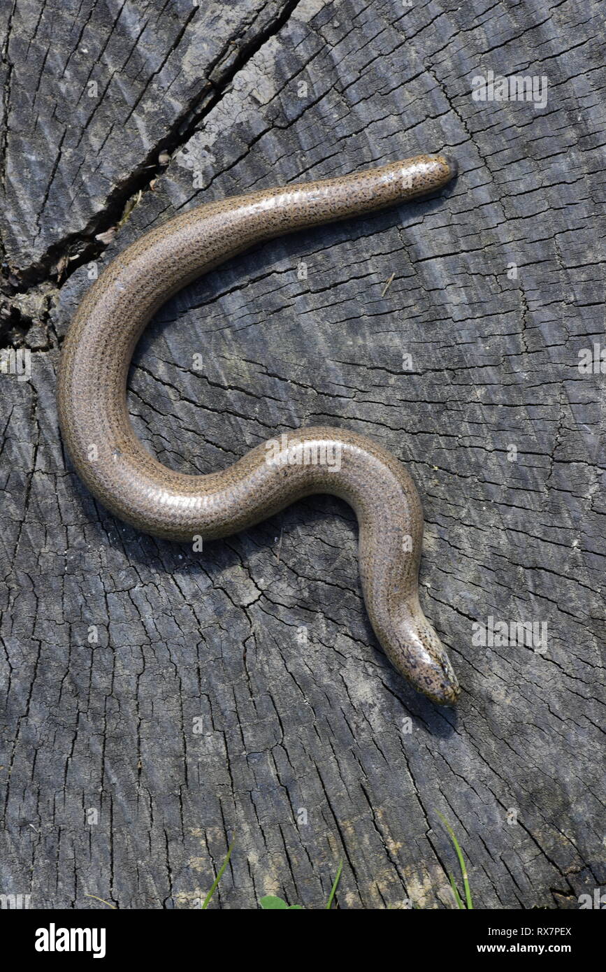 Legless lizard hi-res stock photography and images - Alamy