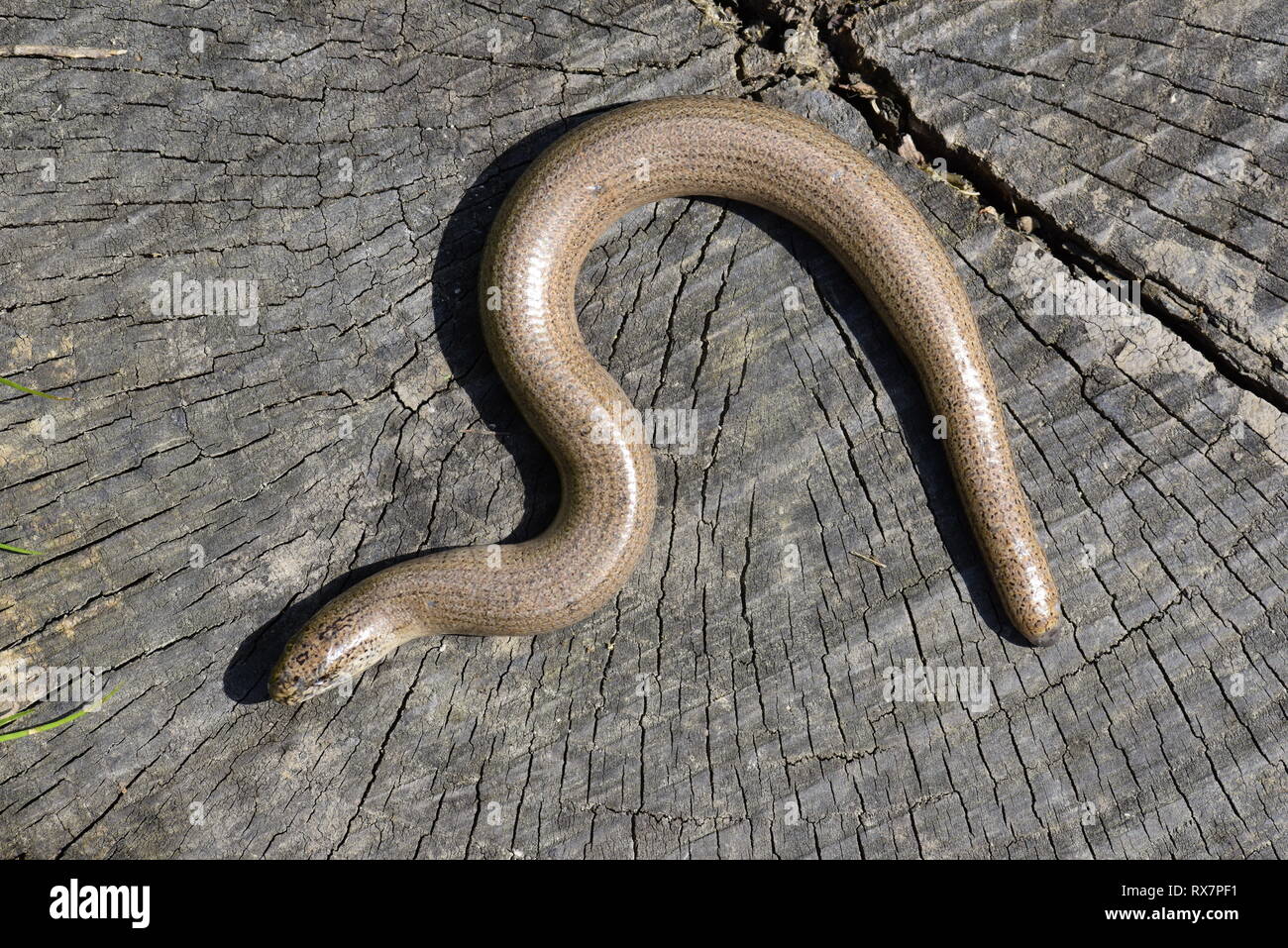 Legless lizard hi-res stock photography and images - Alamy
