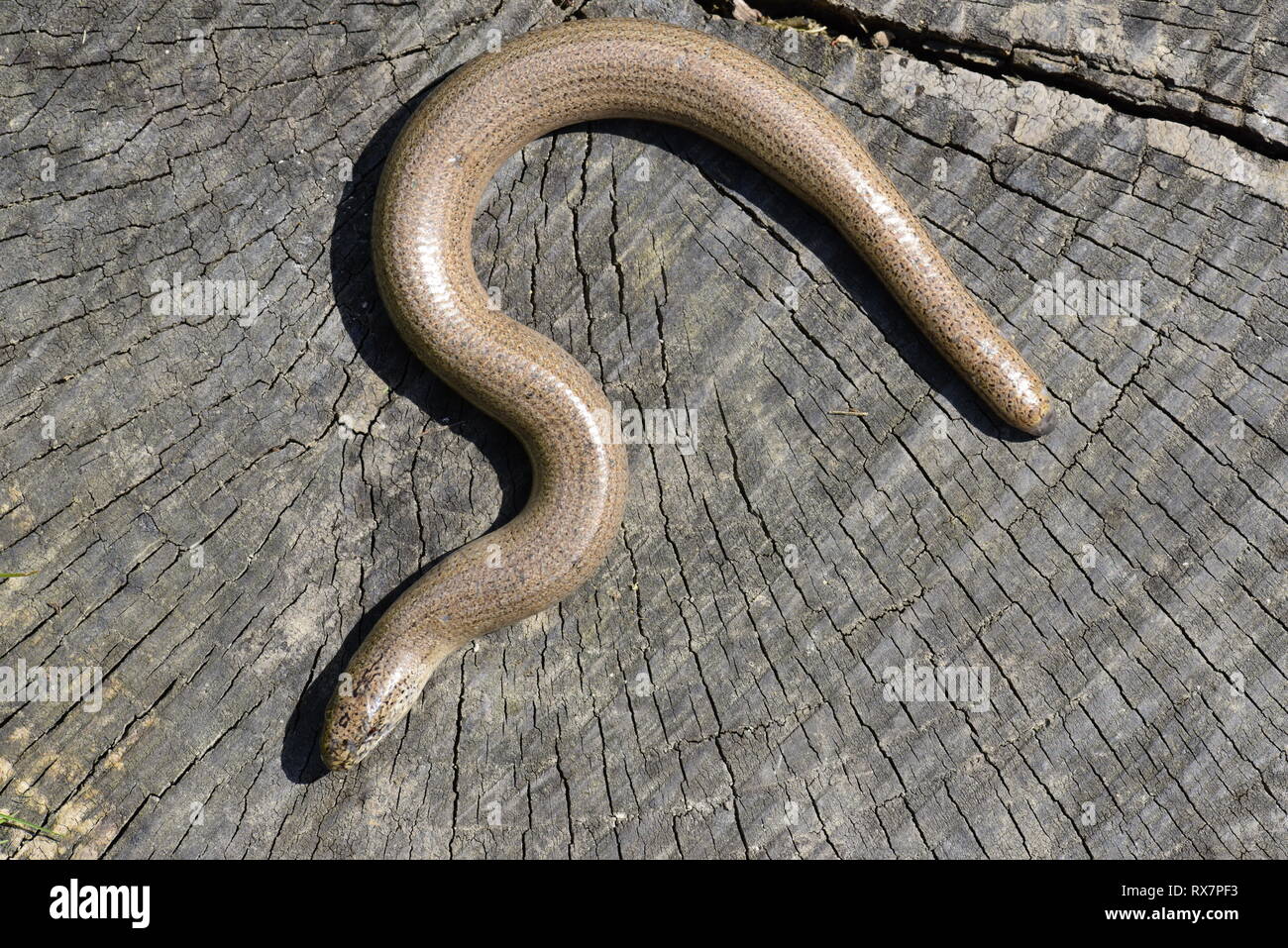 Legless lizard hi-res stock photography and images - Alamy