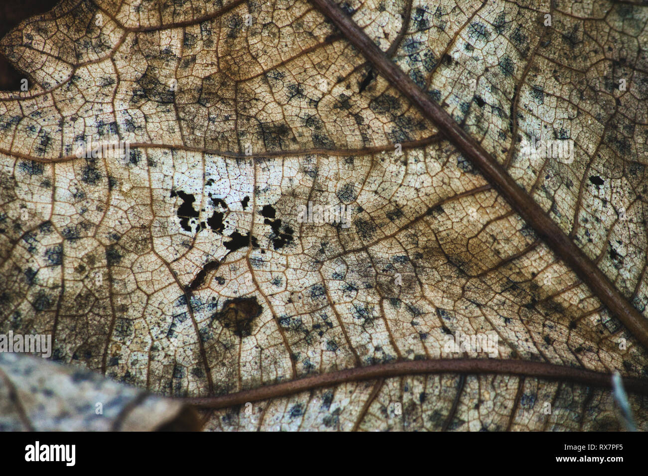 Teak tree hi-res stock photography and images - Alamy