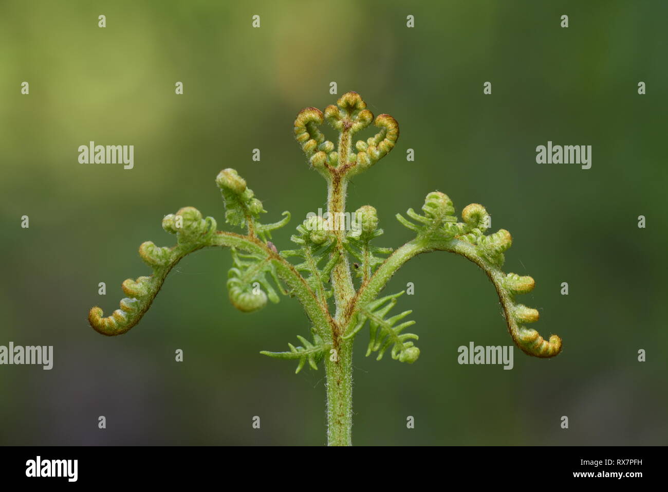 Bracken Fern, Pteridium aquilinum, crozier, leafs unfurling, curling ...