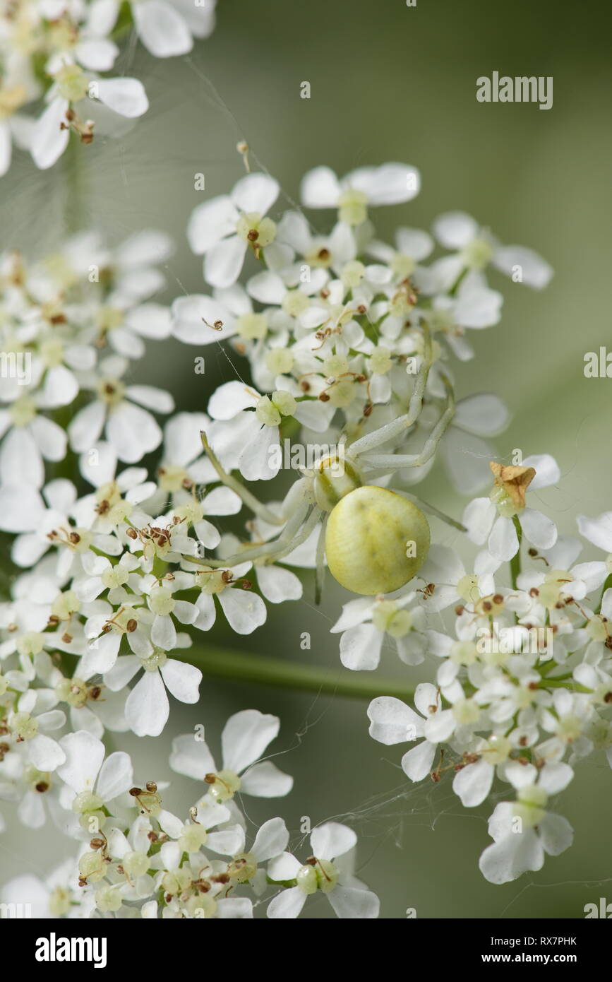 Very small white crab spider hi-res stock photography and images - Alamy