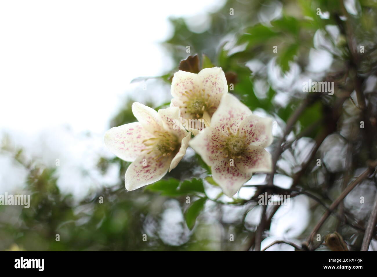 Winter flowering clematis cirrhosa Stock Photo - Alamy