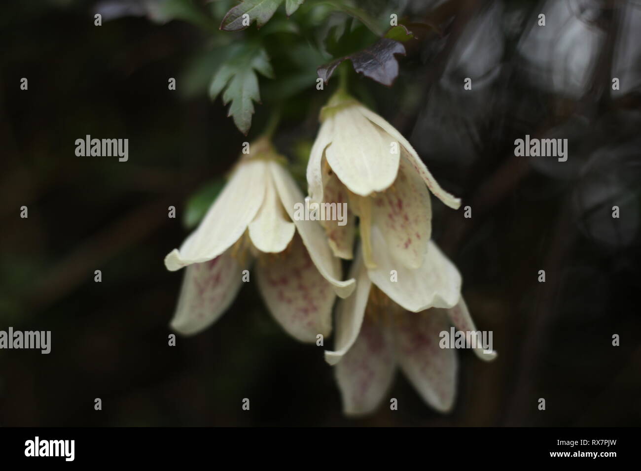 Winter flowering clematis cirrhosa Stock Photo - Alamy