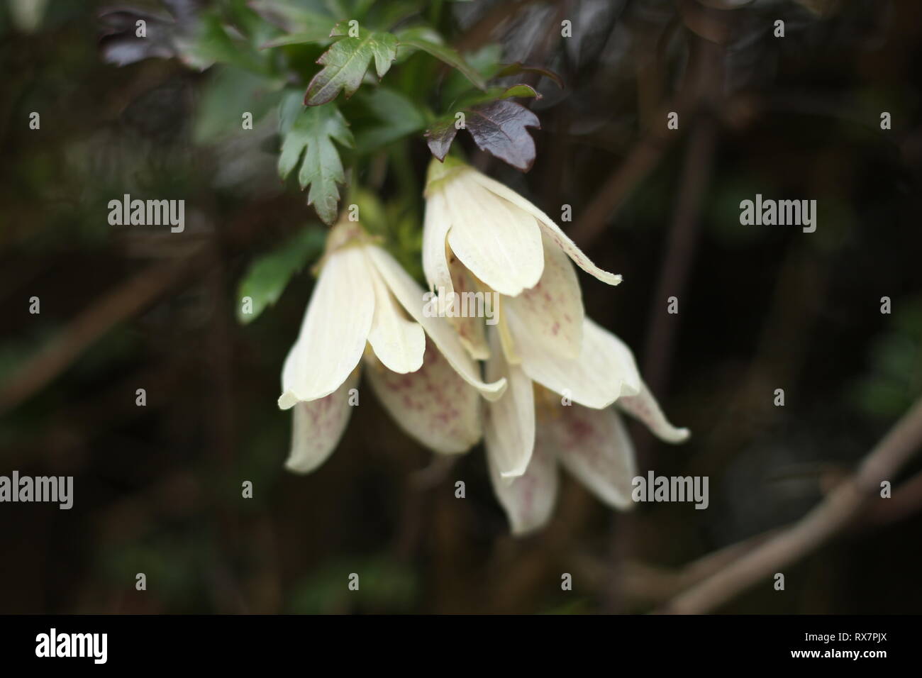 Winter flowering clematis cirrhosa Stock Photo - Alamy