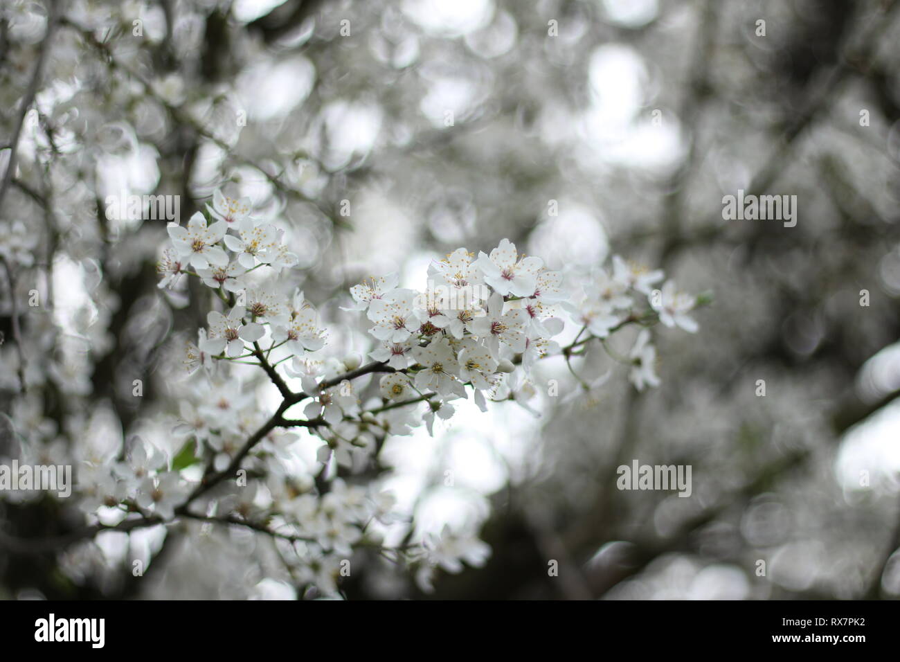 Blackthorn, prunus spinosa Stock Photo - Alamy