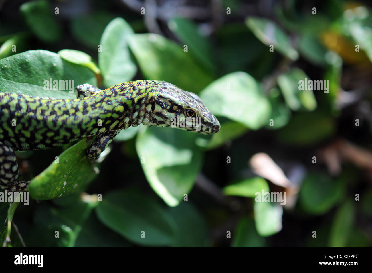 Cute small green lizard with black spots sitting on a bunch of green ...