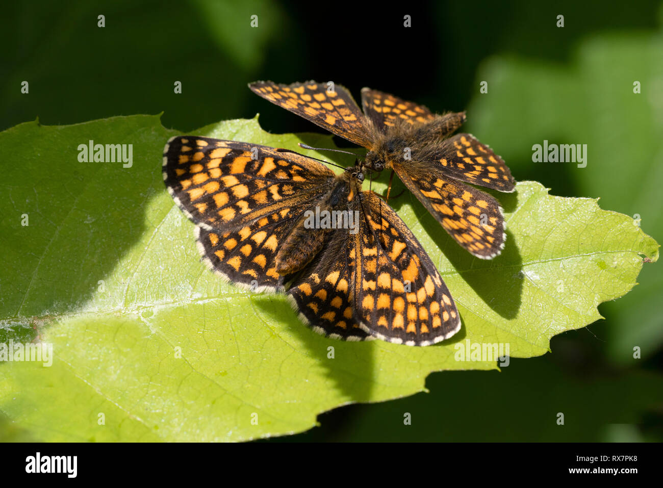 Heath Fritillary Butterfly, Melitaea athalia, Thorndon Woods, Kent UK ...