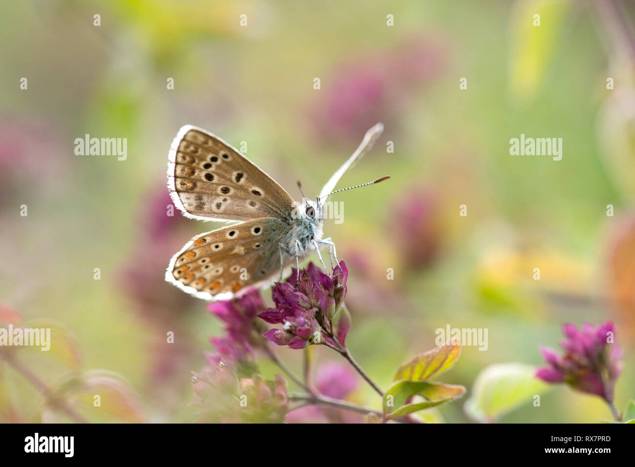 Brown Argus Butterfly, Aricia agestis, Queensdown Warren, Kent Wildlife ...