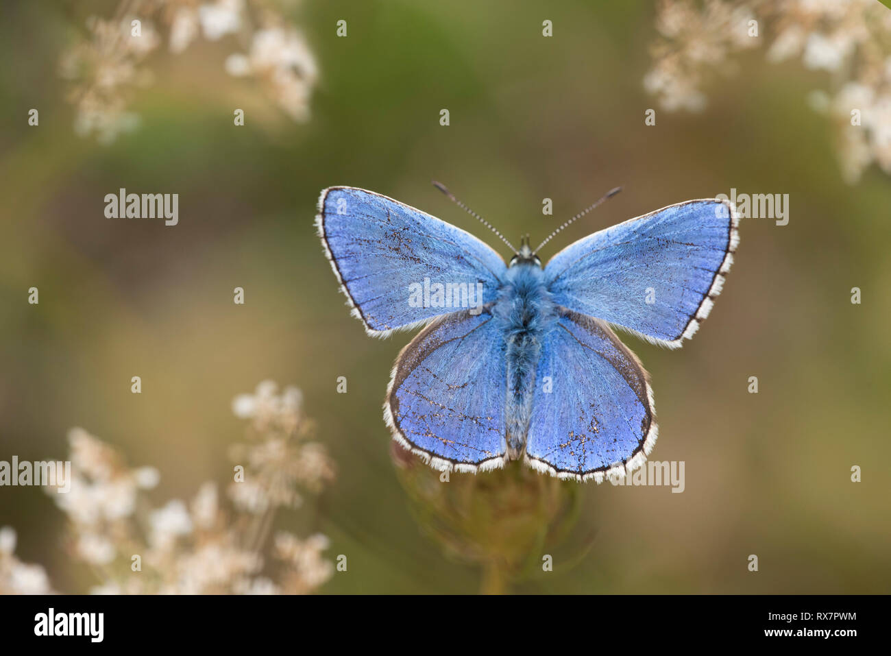 Adonis Blue Butterfly, Polyommatus bellargus, Temple Ewell, Kent ...