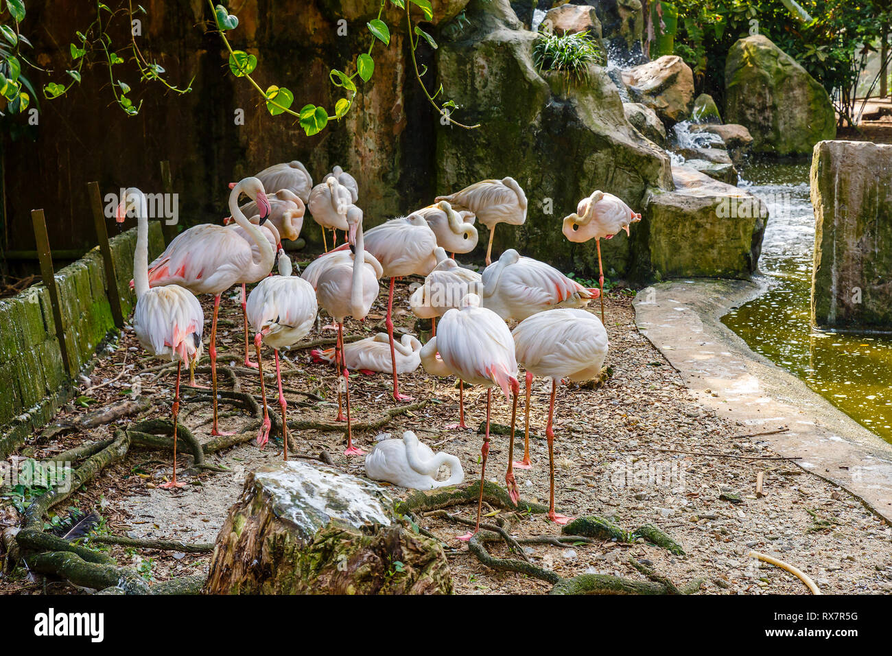 Flamingos in zoo animal leg hi-res stock photography and images - Alamy