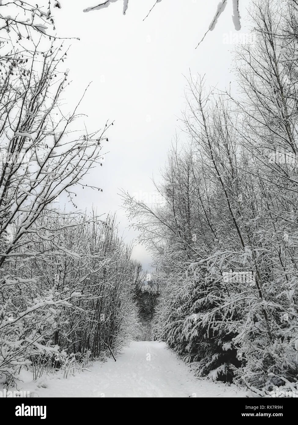 Winter scene with snow covered trees along a path in the forest Stock ...