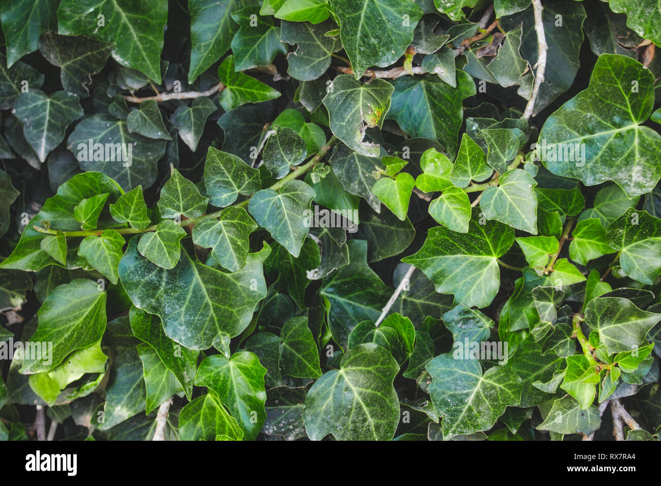 Ivy wall invasive hi-res stock photography and images - Alamy