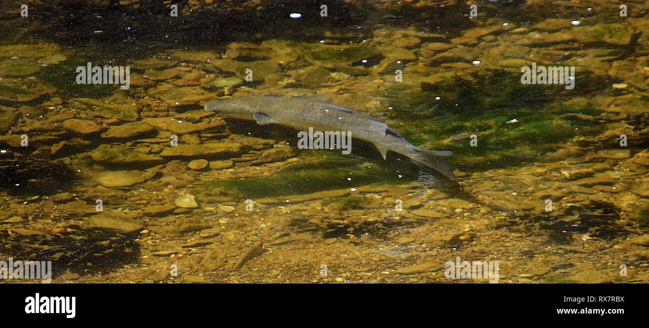 River rubble estuary hi-res stock photography and images - Alamy