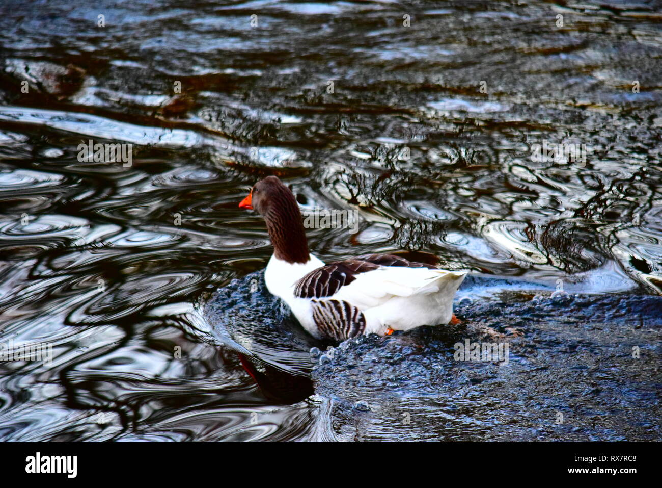 goose on lake in amsterdam with water reflection Stock Photo - Alamy
