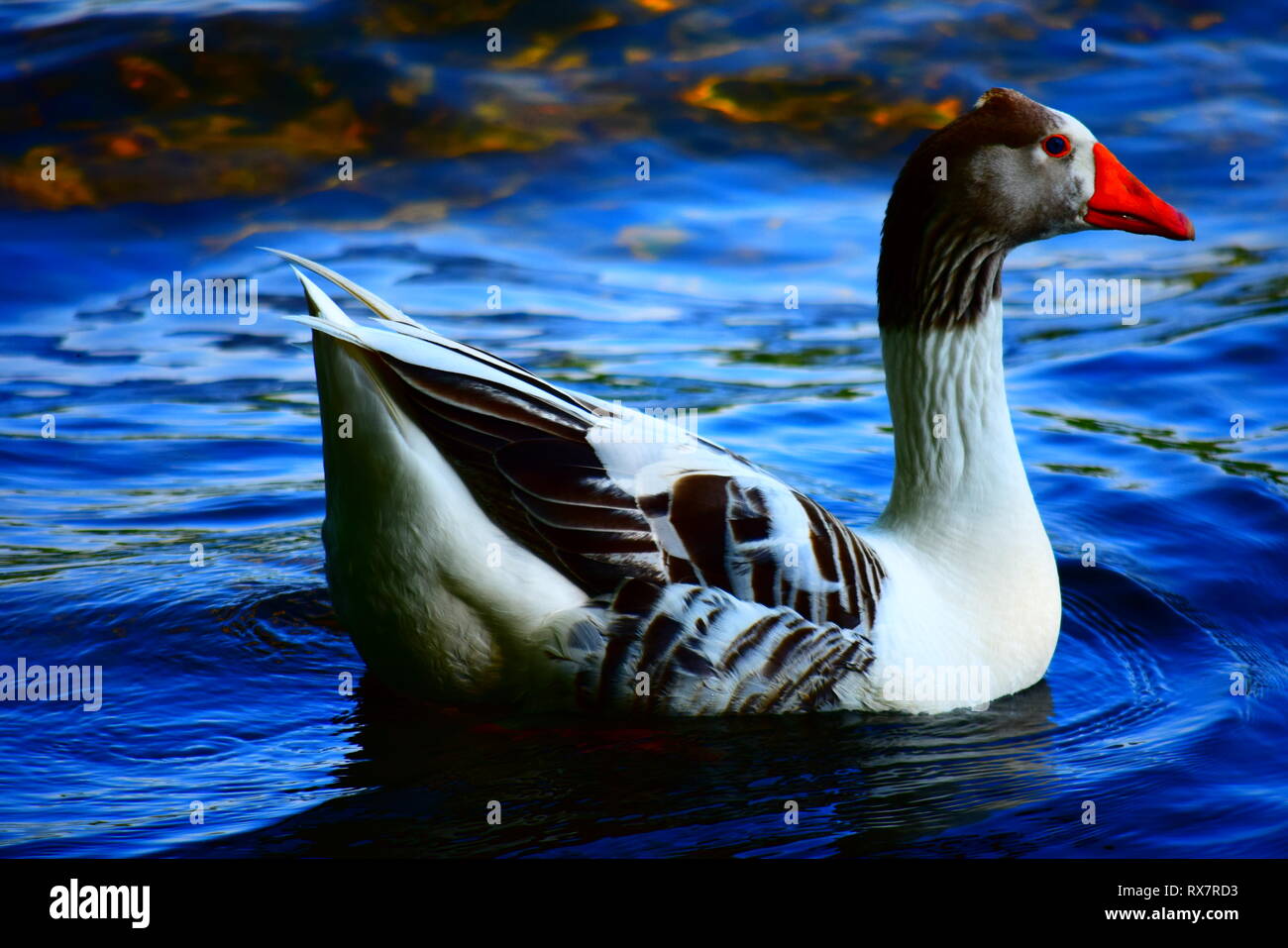 goose on lake in amsterdam Stock Photo - Alamy