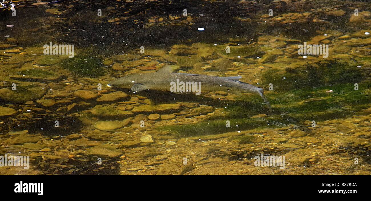 Barbel in river Stock Photo - Alamy